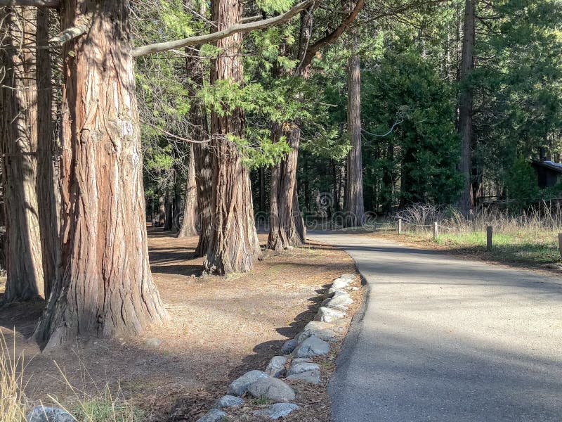 Pine Trees and Trail in Yosemite National Park Stock Image - Image of ...
