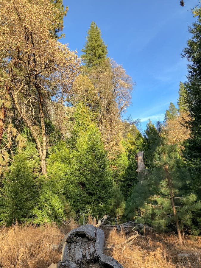 Pine Trees in Yosemite National Park Stock Photo - Image of outside ...