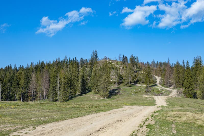 Hiking Trails Winding Up a Steep Hill Leading Framed by Pine Trees ...