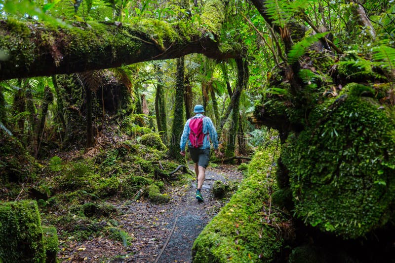 Tramping stock image. Image of forest, backpackers, journey - 196572469 Tramping stock image. Image of forest, backpackers, journey - 196572469