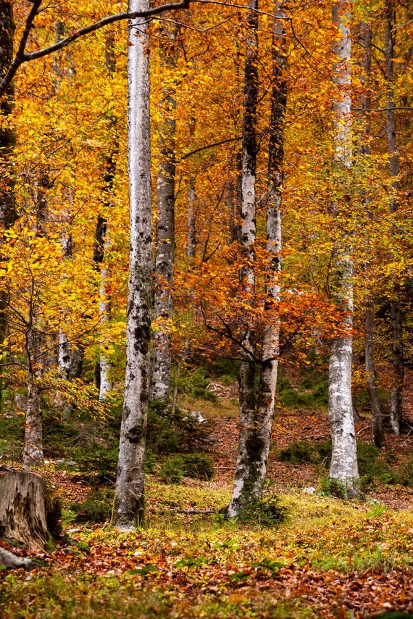 Hiking Through The Vrata Valley In Autumn Triglav National Park In