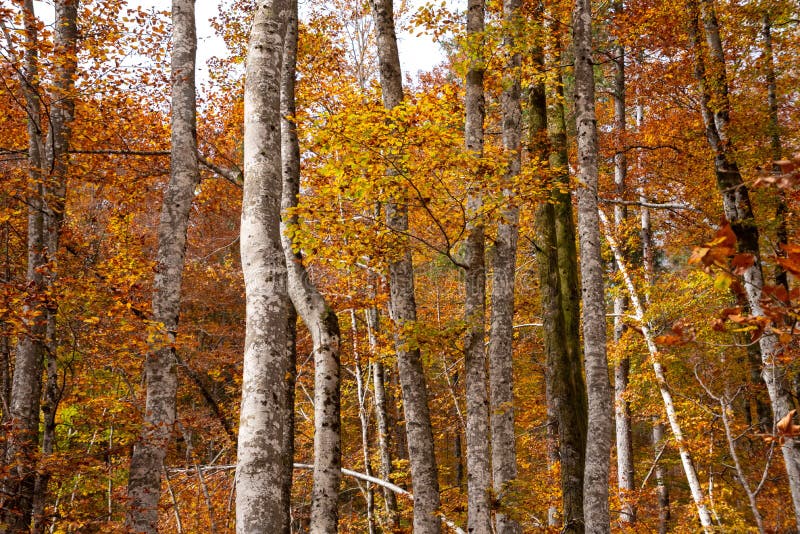 Hiking Through The Vrata Valley In Autumn Triglav National Park In