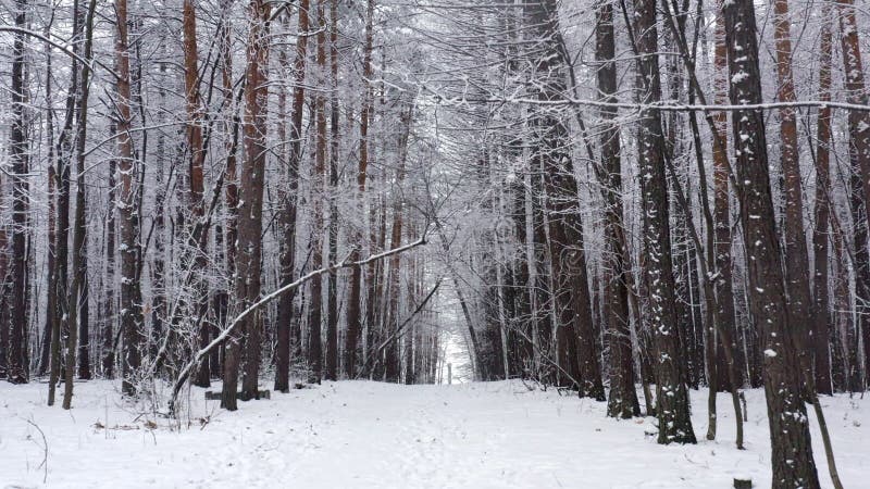 Hiking during Winter Time through Forest with Tall Trees, Everything is ...