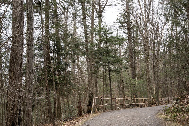 Hiking in the woods stock photo. Image of exercise, trail - 269998860