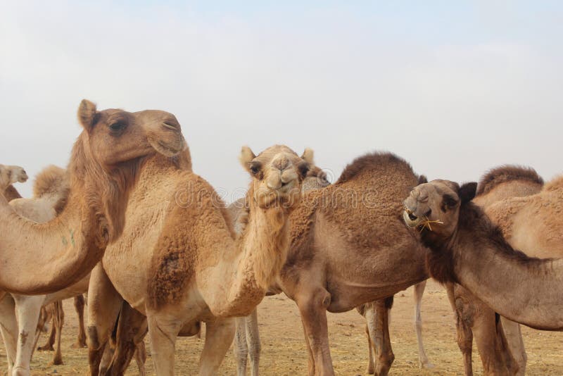 Hilarious Camel group stock image. Image of landscape - 142878349