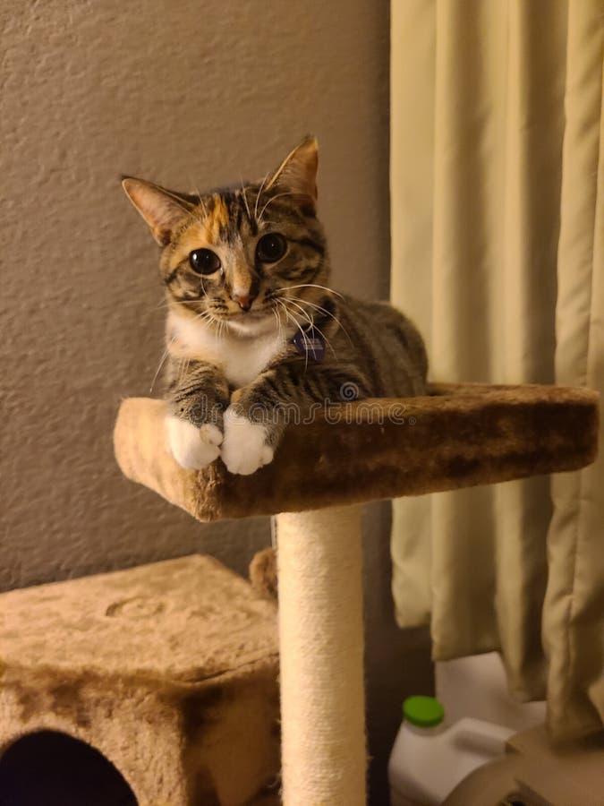 Hilda Rose, Domestic Short-haired Kitten Stock Photo - Image of hilda ...