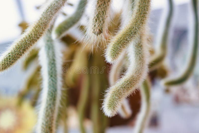 Hildewintera Colademononis in Botanical Garden Stock Image - Image of ...