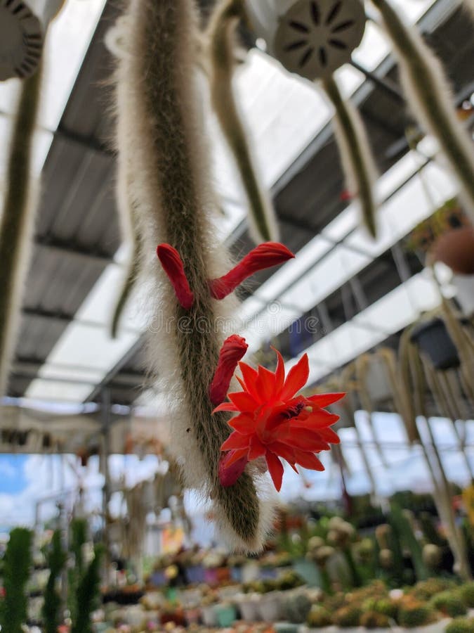 Hildewintera Colademononis Monkey Tail Cactus is Native To Bolivia ...