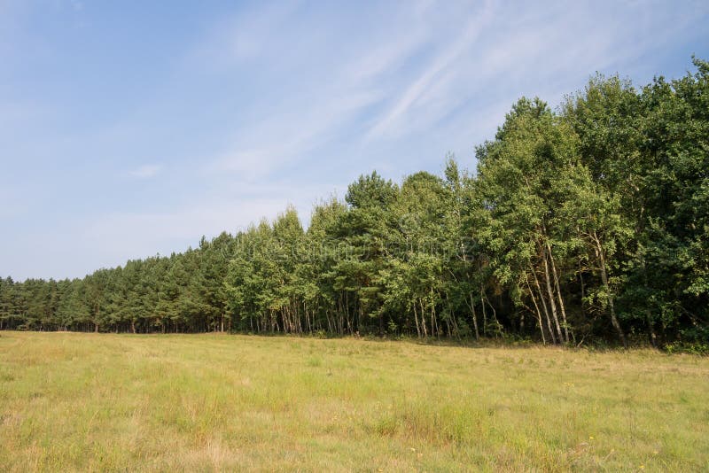 Hilera de árboles foto de archivo. Imagen de escena, exterior - 29582258