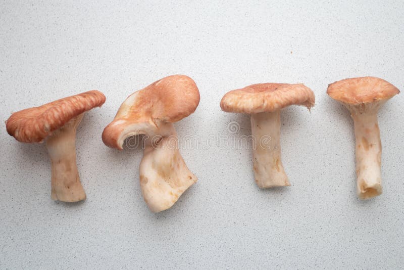 Hilera De Hongos Comestibles En Bruto Imagen de archivo - Imagen de ...