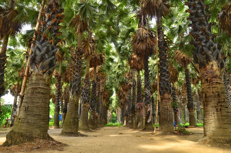 Hilera De Palmeras En El Jardín Imagen de archivo - Imagen de belleza ...