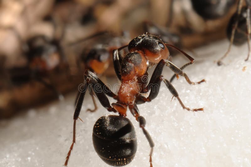 Hill ant (Formica rufa) stock photo. Image of worker - 11312044