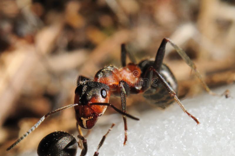 Hill ant (Formica rufa) stock image. Image of aggression - 11312049