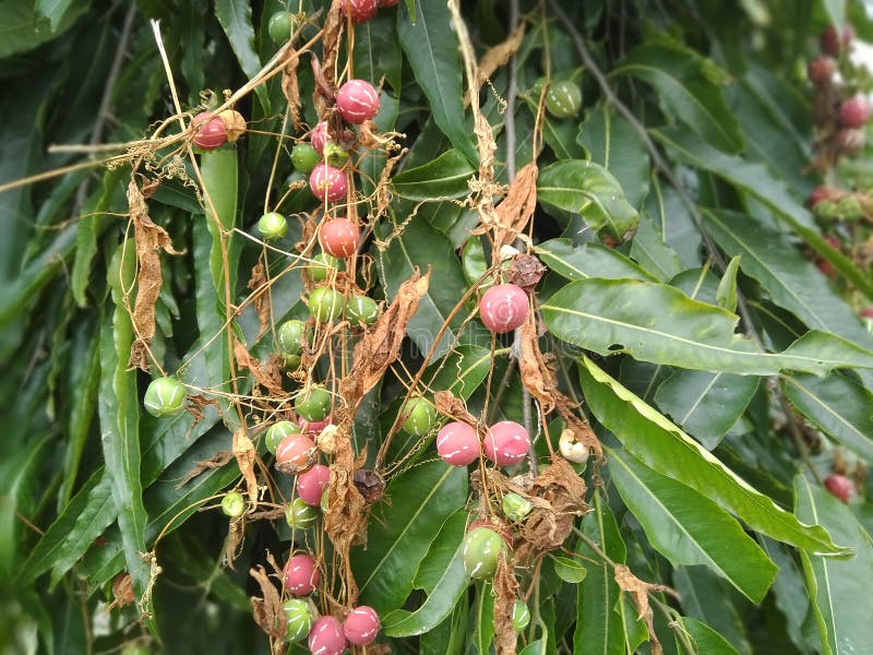 Hill Area Green Leaf Forestic_berry Stock Image - Image of green, area ...