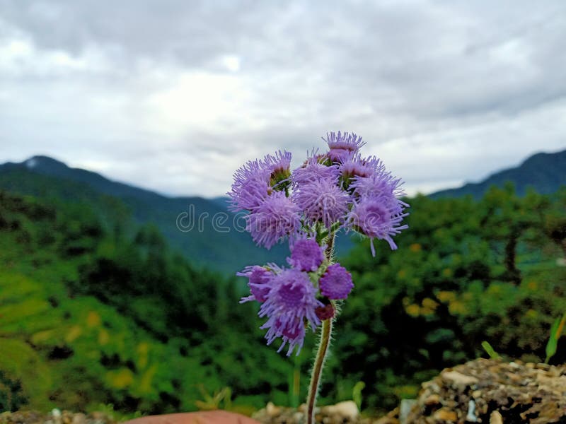 Hill beautyfull flowar stock photo. Image of flowar - 256220886