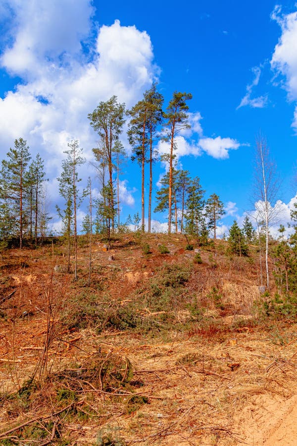 A Hill with Cleared Forest and a Few Pine Trees at the Top Stock Photo ...