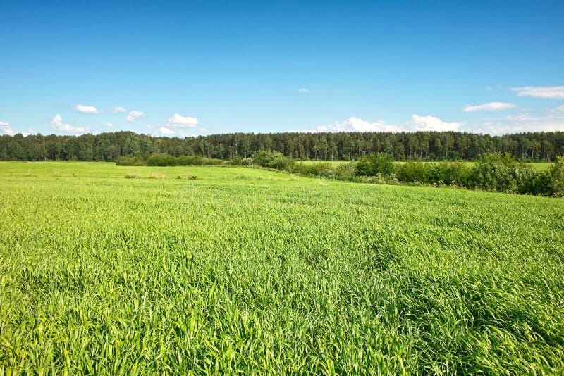 Hill country field stock image. Image of heaven, morning - 24808679