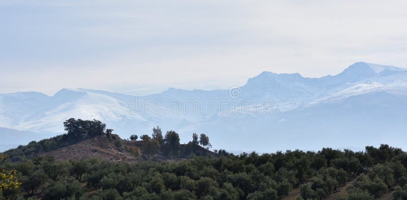 Hill with Different Types of Trees and Sierra Nevada with Snow in the ...