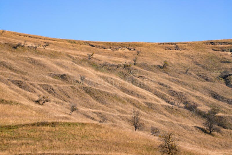A Hill with Dry Grass after the Drought Stock Photo - Image of dryness ...