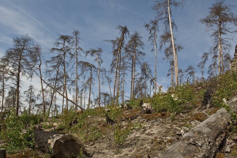 Hill with Fallen Tree Trunk. Stock Image - Image of backpacking ...