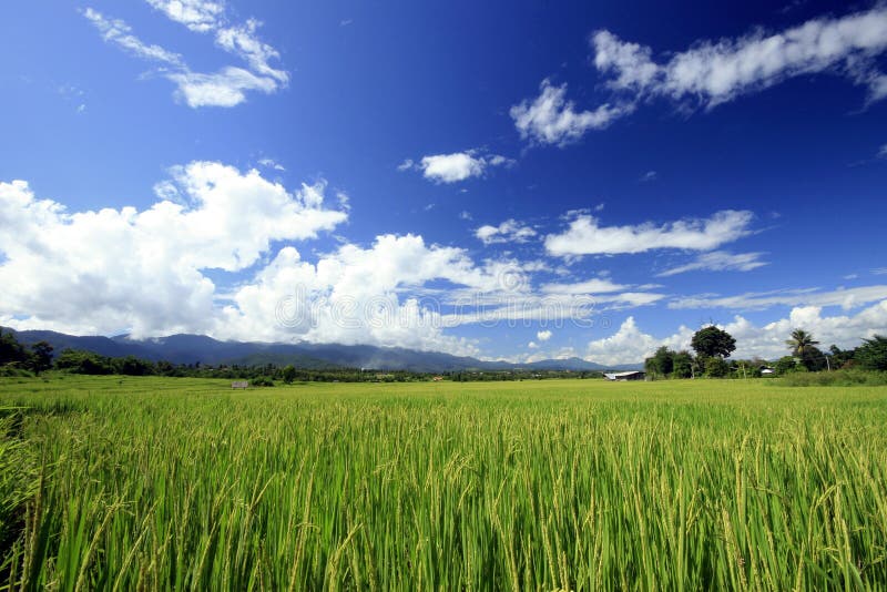 Distant farm stock photo. Image of agriculture, house - 4433308