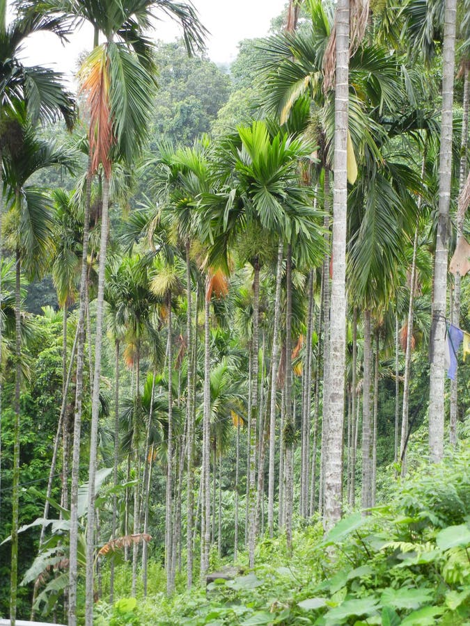 A hill forest area stock image. Image of forest, vegetation - 223525321