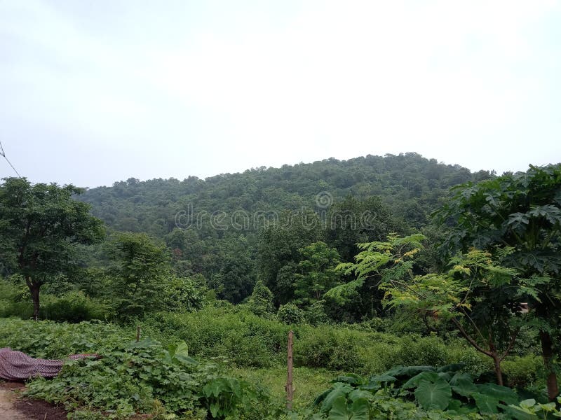 Hill and forest stock image. Image of hill, nature, forest - 123280717