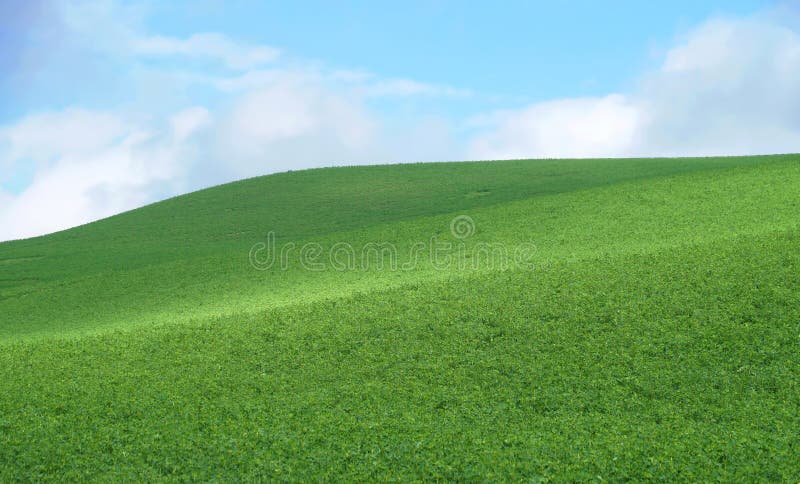 Hill with green grass stock image. Image of summer, plant - 65932669