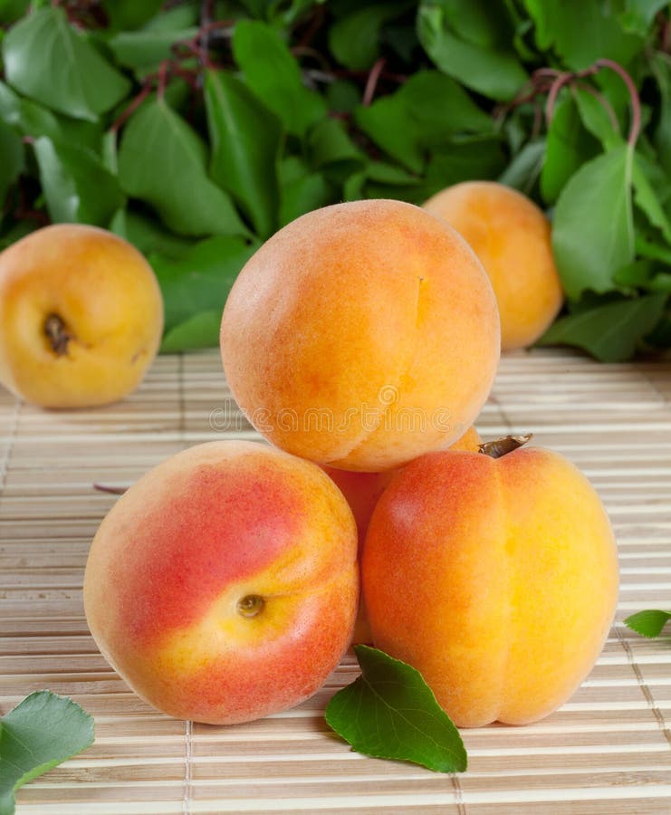 Hill juicy bright apricot stock photo. Image of multi - 25662468