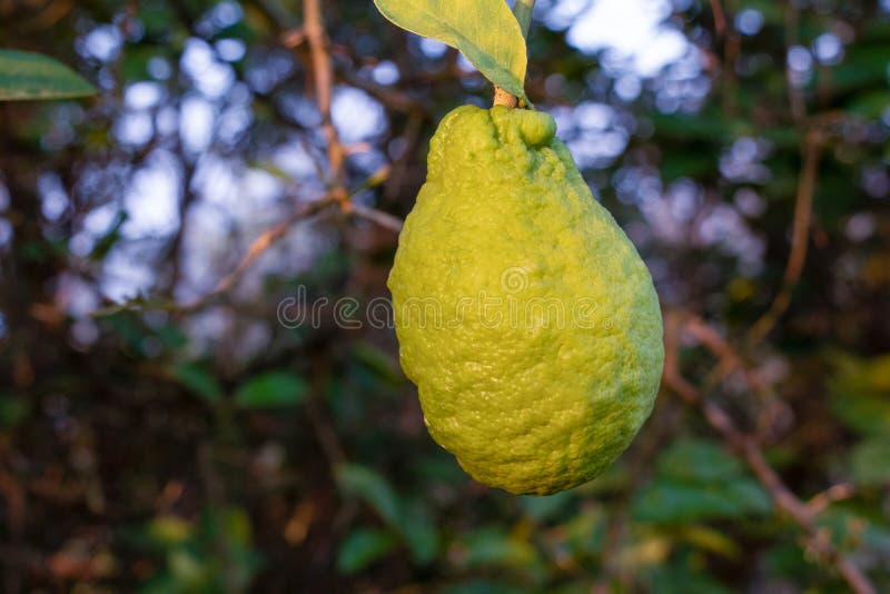 Fresh Yellow Green Hill Lemon Fruit Hanging on Tree Stock Photo - Image ...