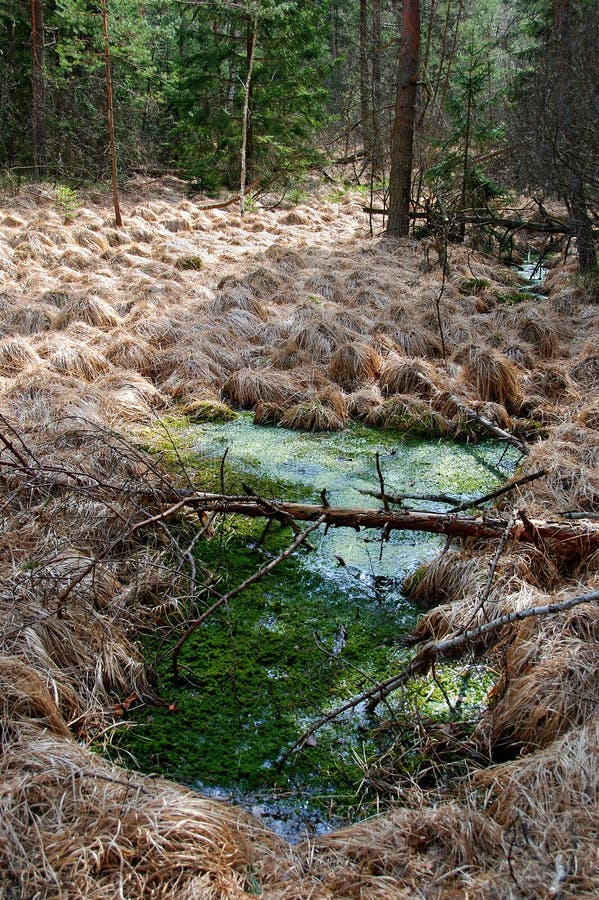 Hill Moor Green Puddle Stock Photos - Free & Royalty-Free Stock Photos ...