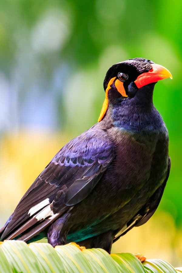 Hill Mynah stock photo. Image of bird, beak, black, orange - 75938176