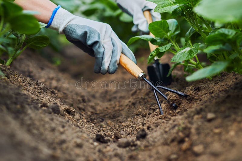 Hill Potato. Hand of Gardener Hold Pitchfork or Rake on Potato Field ...
