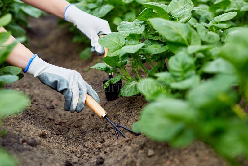 Hill Potato. Hand of Gardener Hold Pitchfork or Rake on Potato Field ...