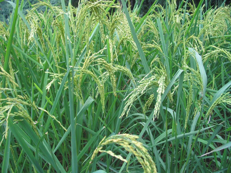 Hill Rice stock image. Image of background, seed, hill - 291805