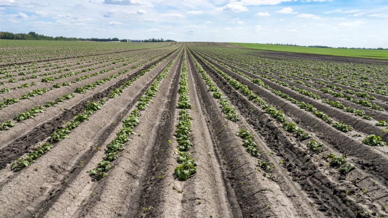 Hill rows of potato field stock photo. Image of nature - 189038994