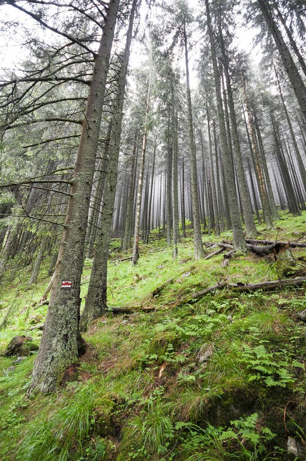 Hill-side forest stock photo. Image of terrain, outdoors - 40641780