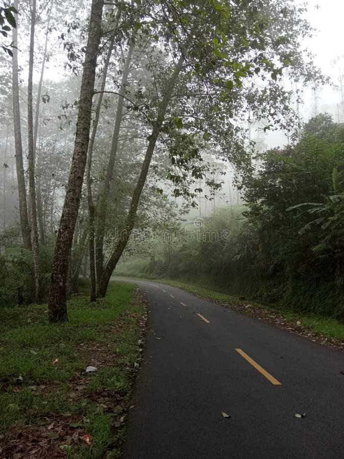 Hill side road stock image. Image of leaf, woodland - 253726989