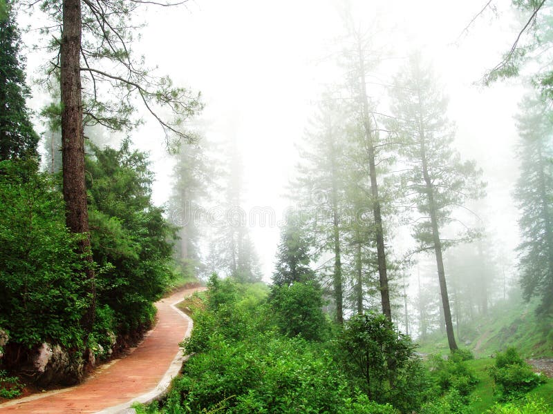 Hill Station Path stock photo. Image of hill, trees, misty - 5753014