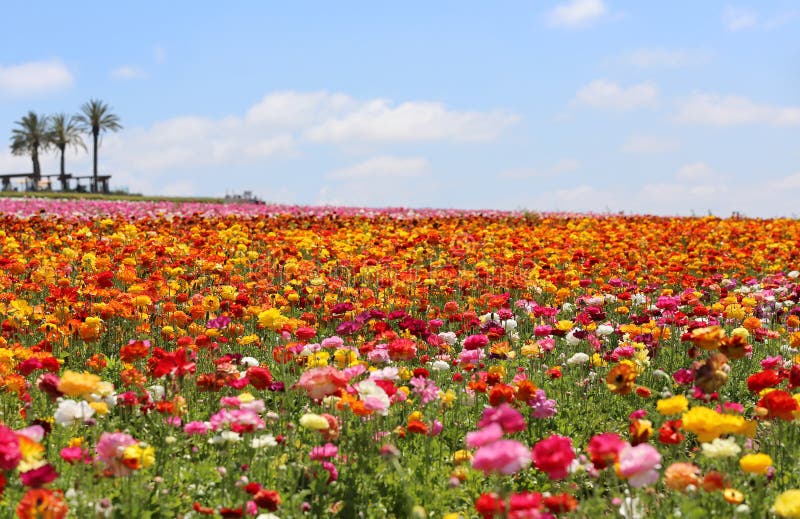 Hill top spring flowers stock image. Image of fantasy - 69845291