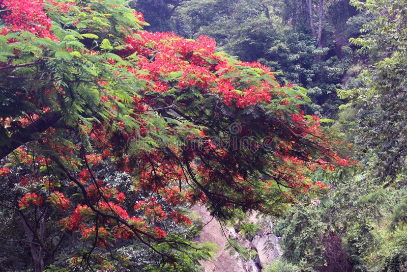 Hill trees stock image. Image of outside, environmental - 92771795