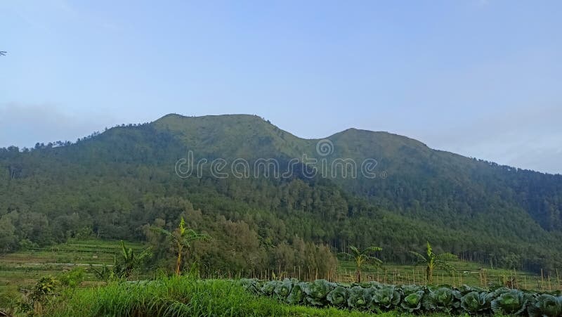 Hill with Trees and Plantations, in Cold Weather Stock Image - Image of ...