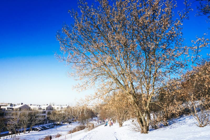 Hill with trees in winter stock image. Image of tree - 209577735