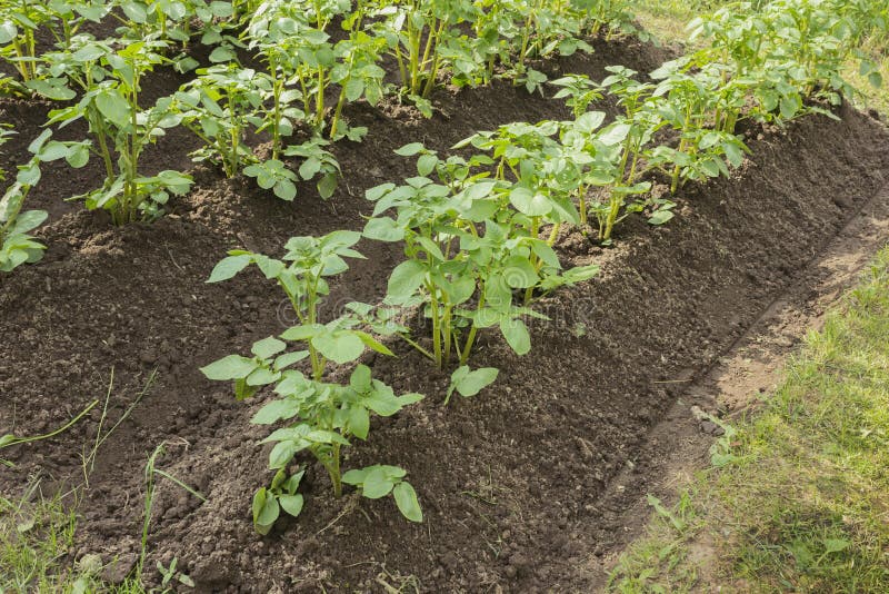 Hill Up Potatoes Neat and Diligent before Its Flowering Stock Photo ...