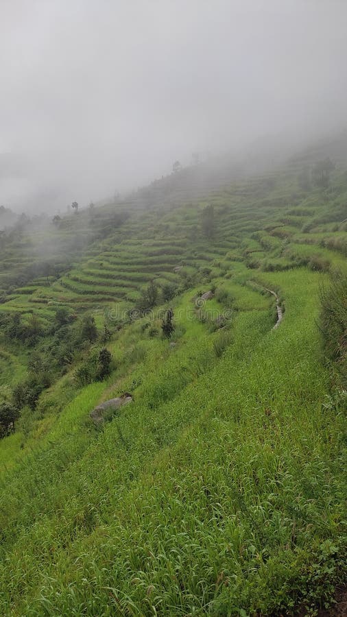 Hill view after rain stock image. Image of water, flower - 224849701