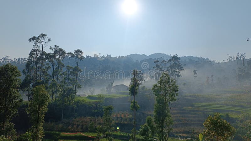 Hill View with Rice Fields at Sunrise Stock Image - Image of hill, rice ...
