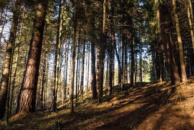 Hill in the woods stock image. Image of leaf, calm, autumn - 212709007