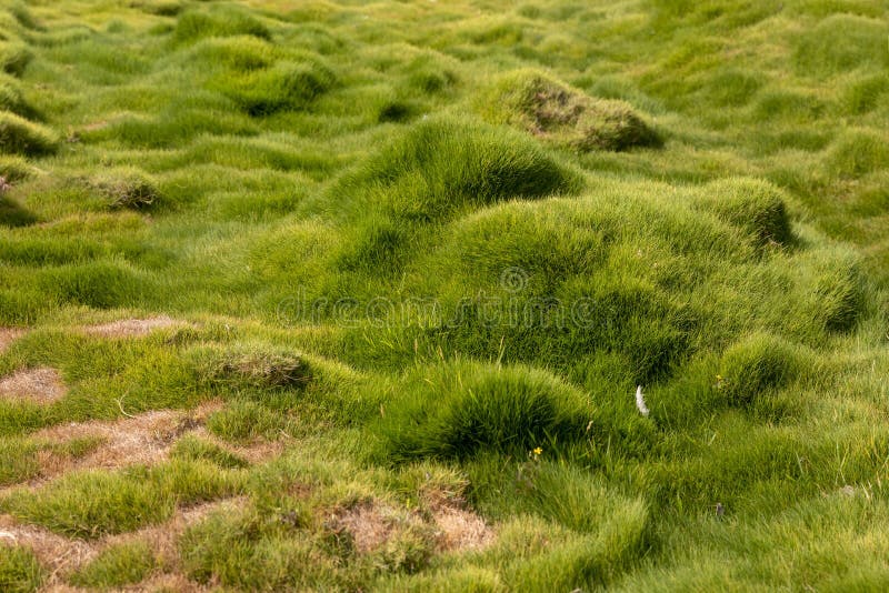 Bumps Covered with Artificial Grass Roll Stock Image - Image of outside ...