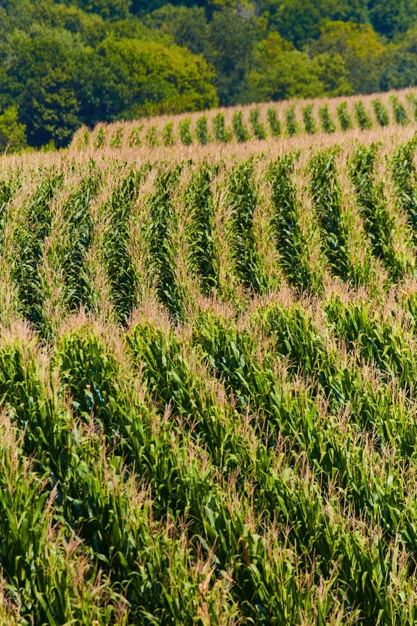 Hills Covered in Rows of Corn for Farming Stock Photo - Image of ...