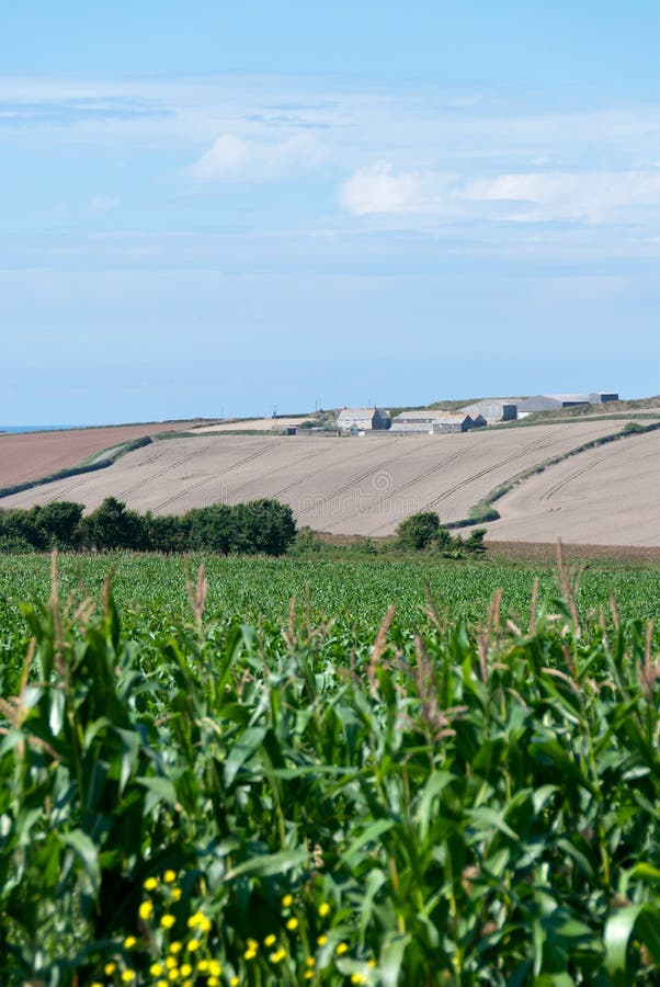 Hills with Cultivated Fields and Hay Bales in Cornwall Stock Image ...